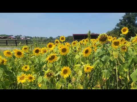 Farm, Sunflowers and Music
