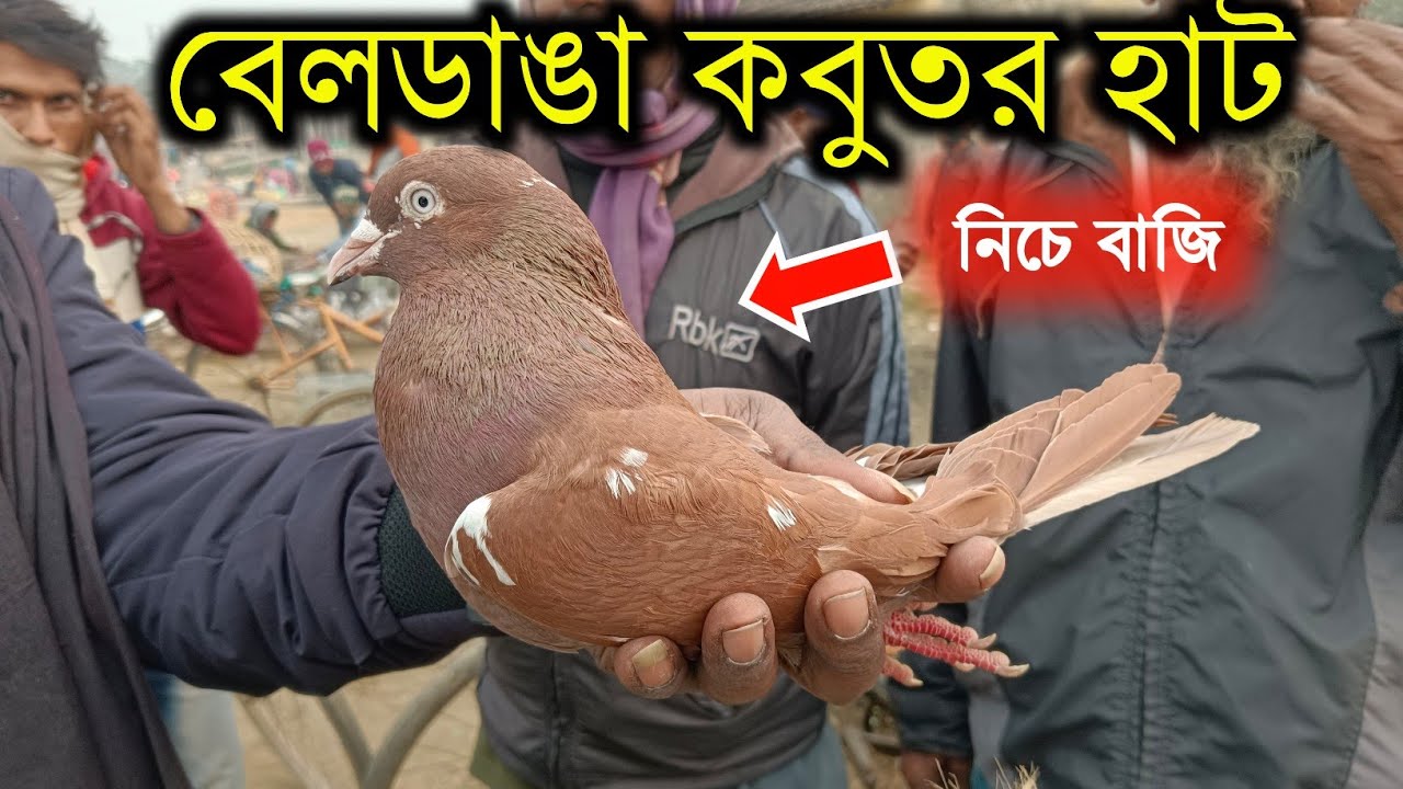 কবুতর হাট ২০২৪ | Beldanga Hat Murshidabad | Beldanga Pigeon Market 🕊 ...