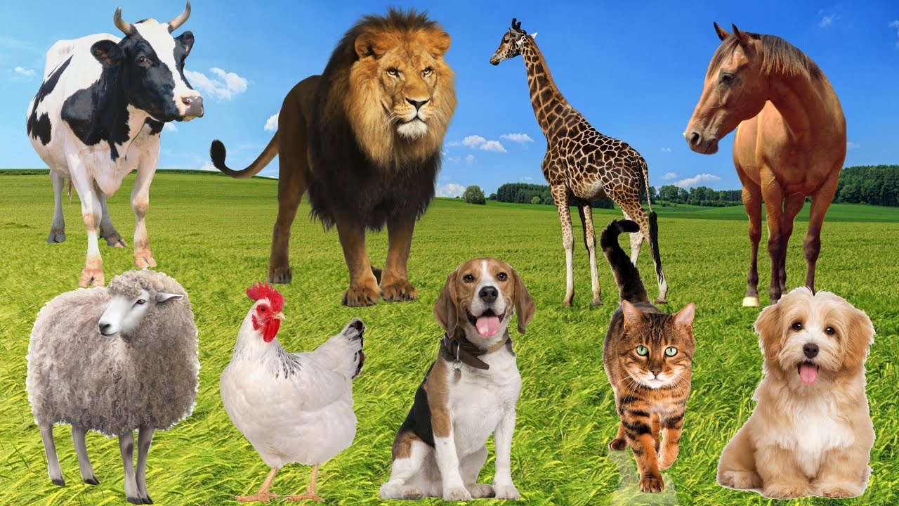 Funny animals,animal sounds, farm animals and wild animals sound. - YouTube