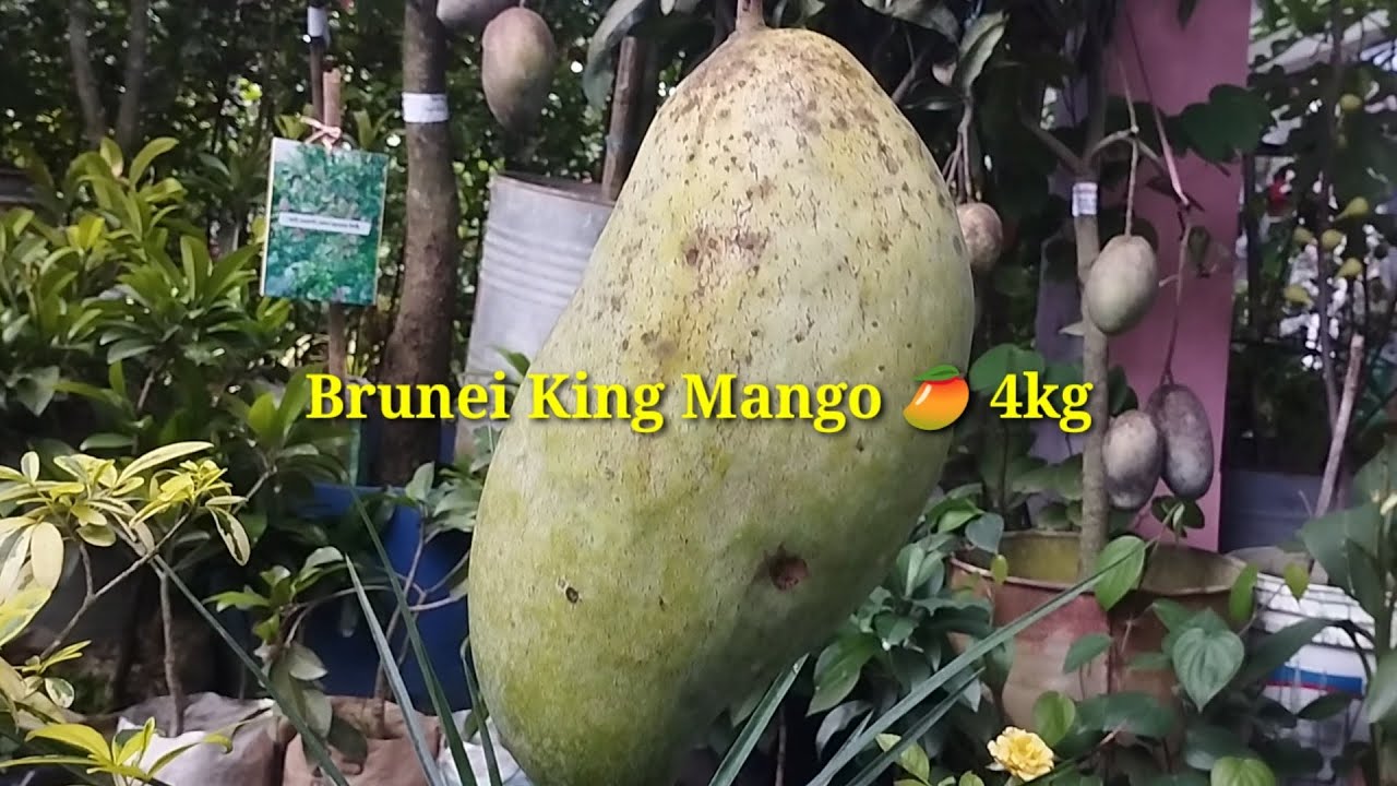 Brunei King Mango 🥭 #Natural-video - YouTube