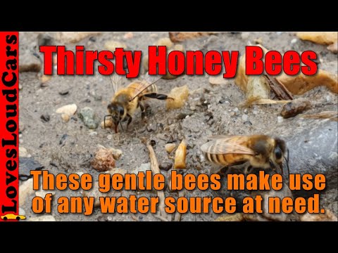 How Much Water Do Bees Drink In A Day