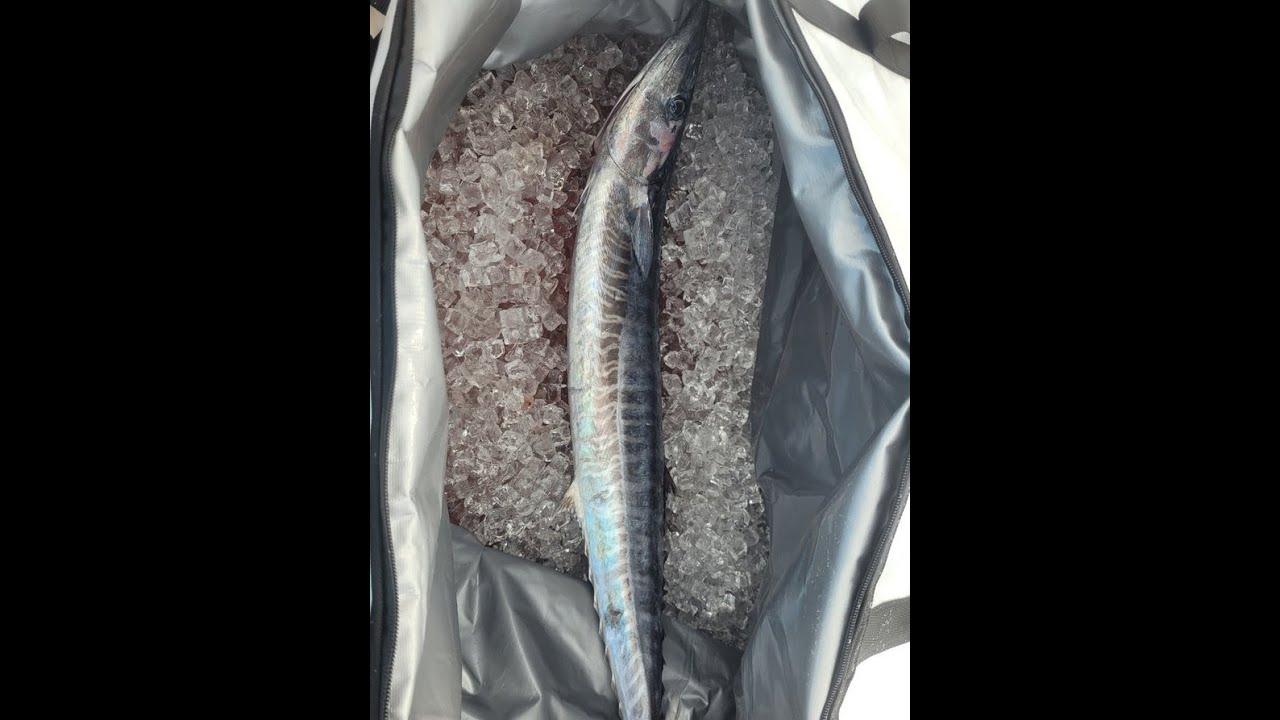 Ono, aka wahoo, outside Waianae, Oahu, Hawaii August 20, 2024 - YouTube