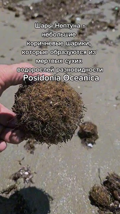 Шары Нептуна - шарики, которые образуются из сухих водорослей ...