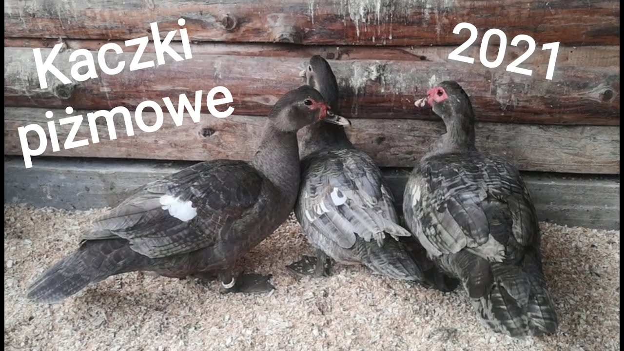 Kaczki piżmowe prążkowane i jastrzębiato-prążkowane / Muscovy ducks ...