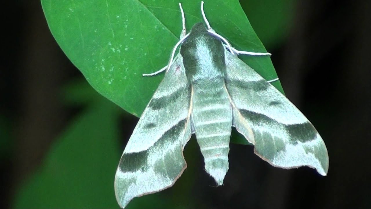 Virginia Creeper Sphinx Moth (Sphingidae: Darapsa myron) on Leaf - YouTube