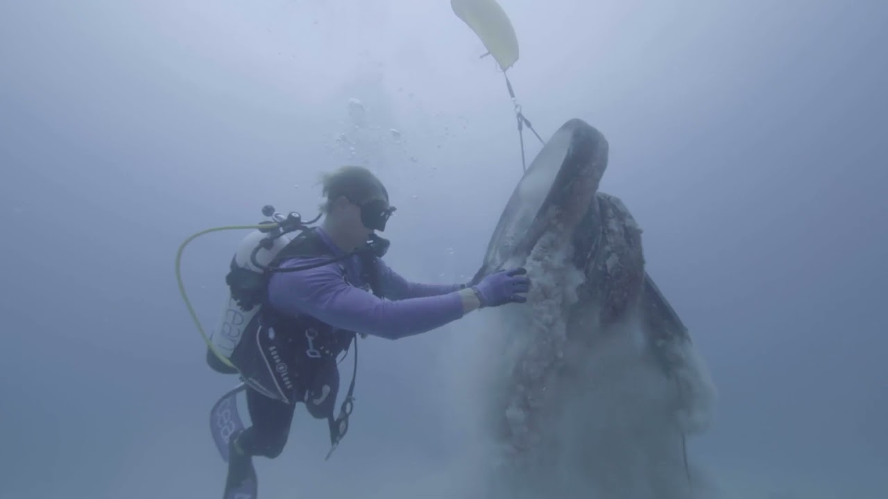 4ocean - The Osborne Reef - YouTube