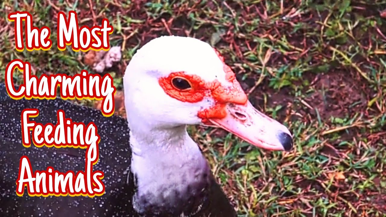 The Most Charming Animals In The World : Animals Life - Feeding Animals ...