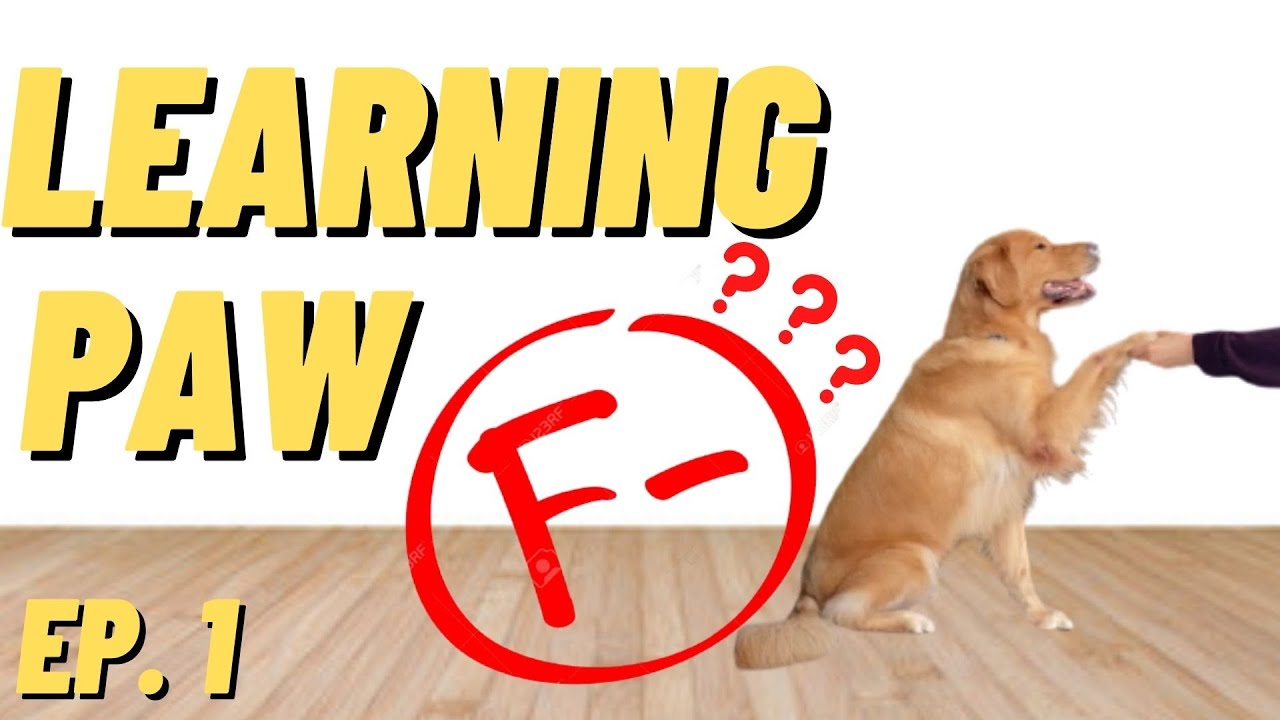 Teaching My Dog How To Give Paw Pawfectly | Episode 1 - YouTube