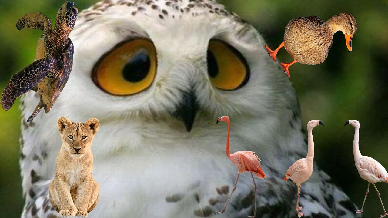 Animal sounds and cool music with animal sounds of ducks, lions ...