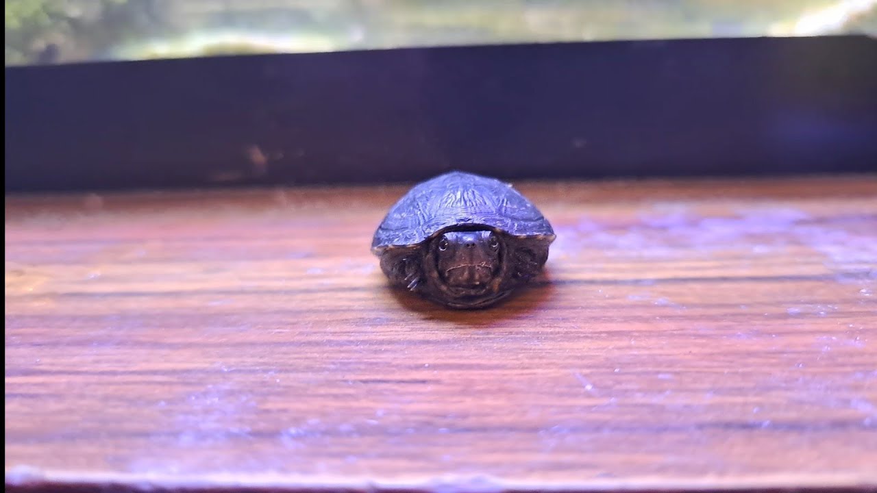 How a got a baby mud turtle - YouTube
