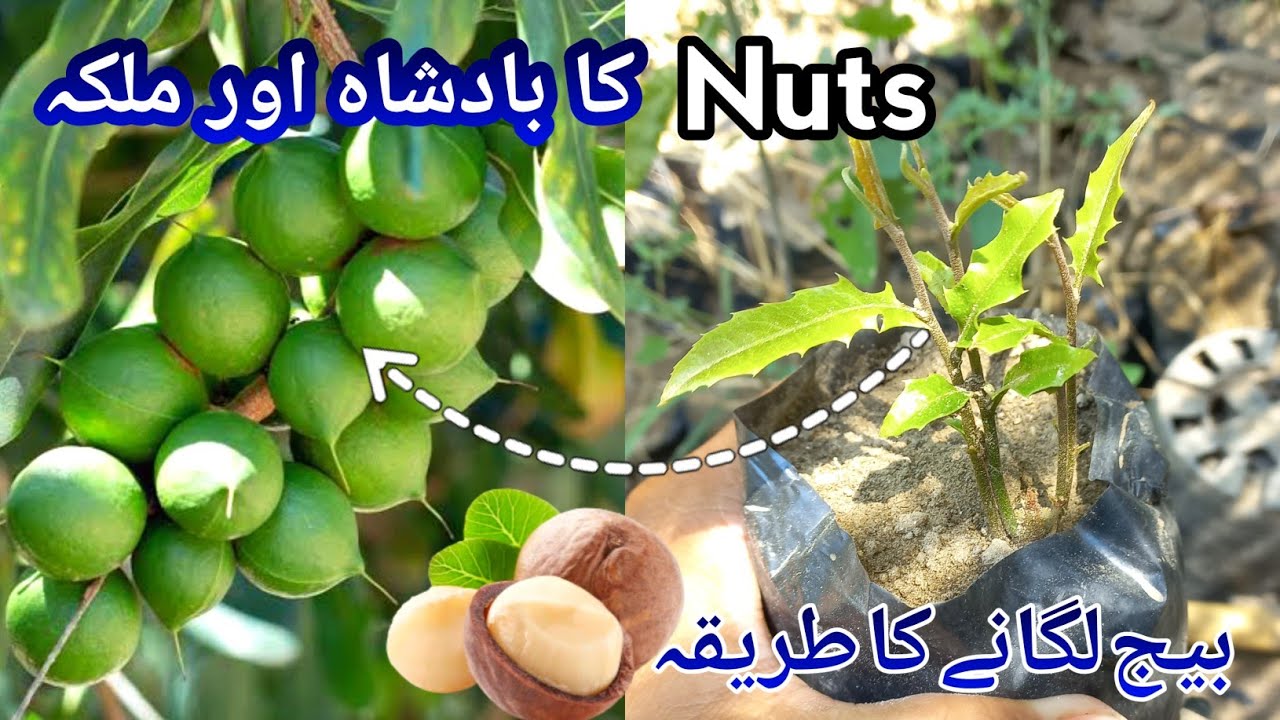 Macadamia Nut, King And Queen Of Nuts | Macadamia Benefits | Most ...