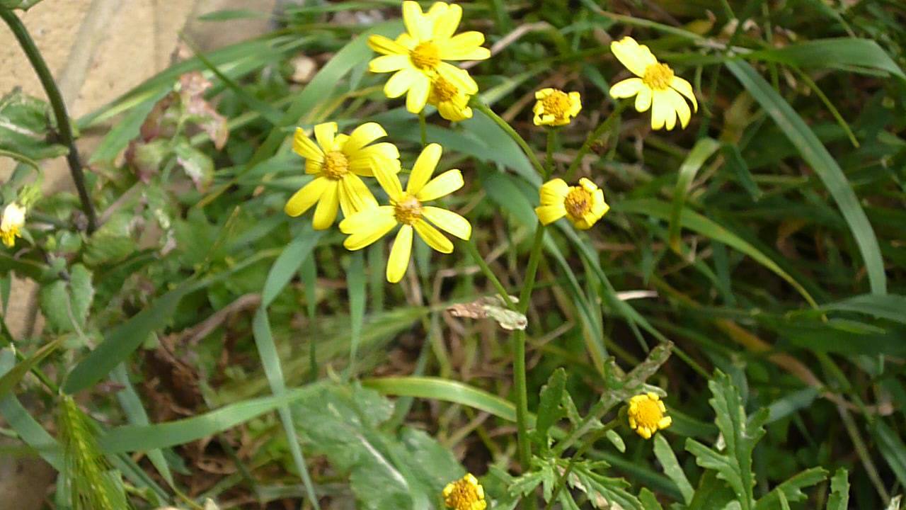 Panasonic Lumix DMC - S2 720p HD Video Sample1