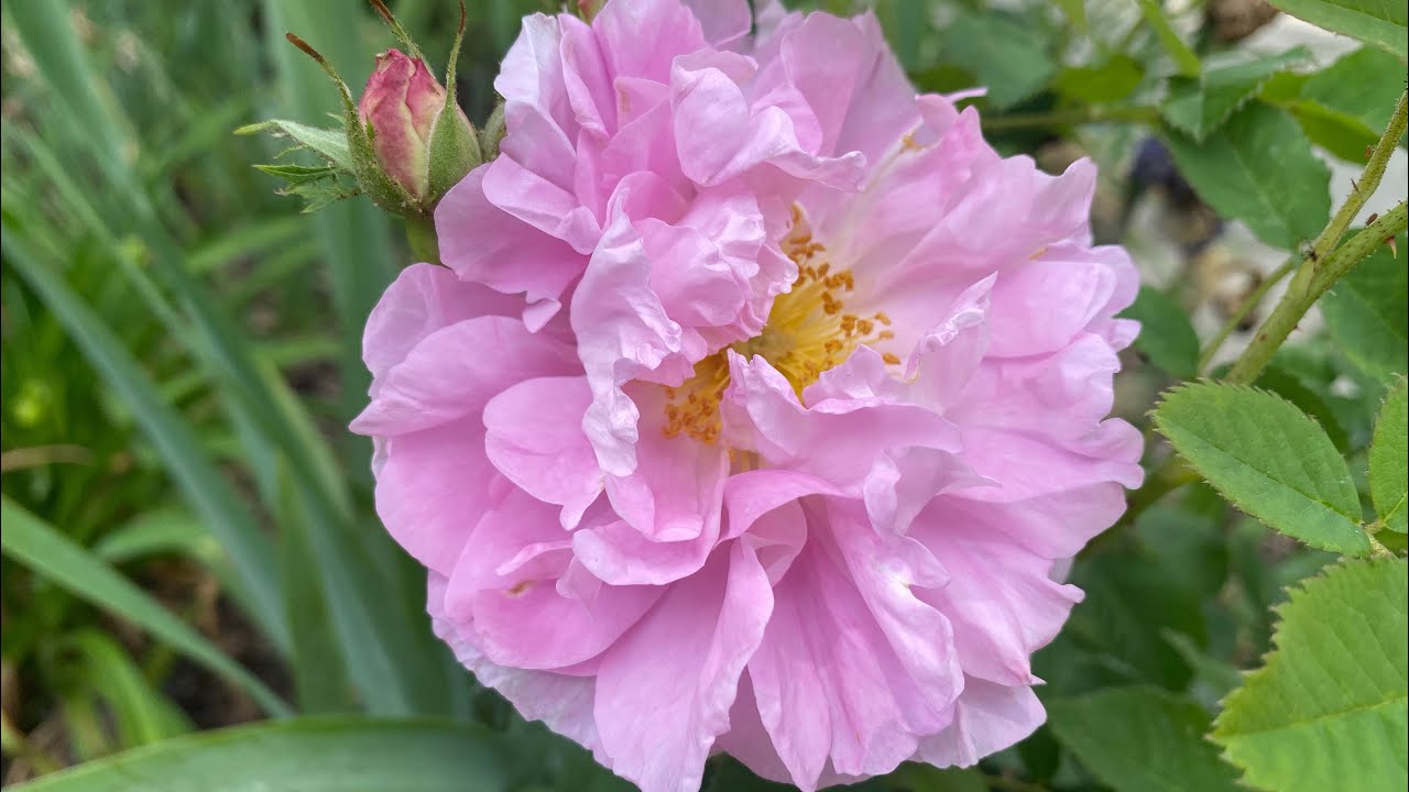 Rose Garden Tour-David Austin Roses - YouTube