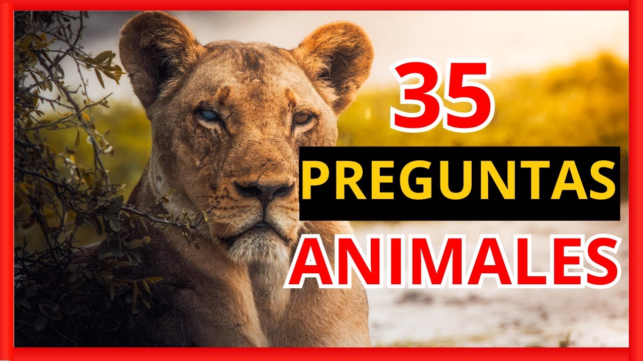 [QUIZ] 35 Preguntas de ANIMALES 🌎🐵🦝 Trivia/Desafío/Test - YouTube