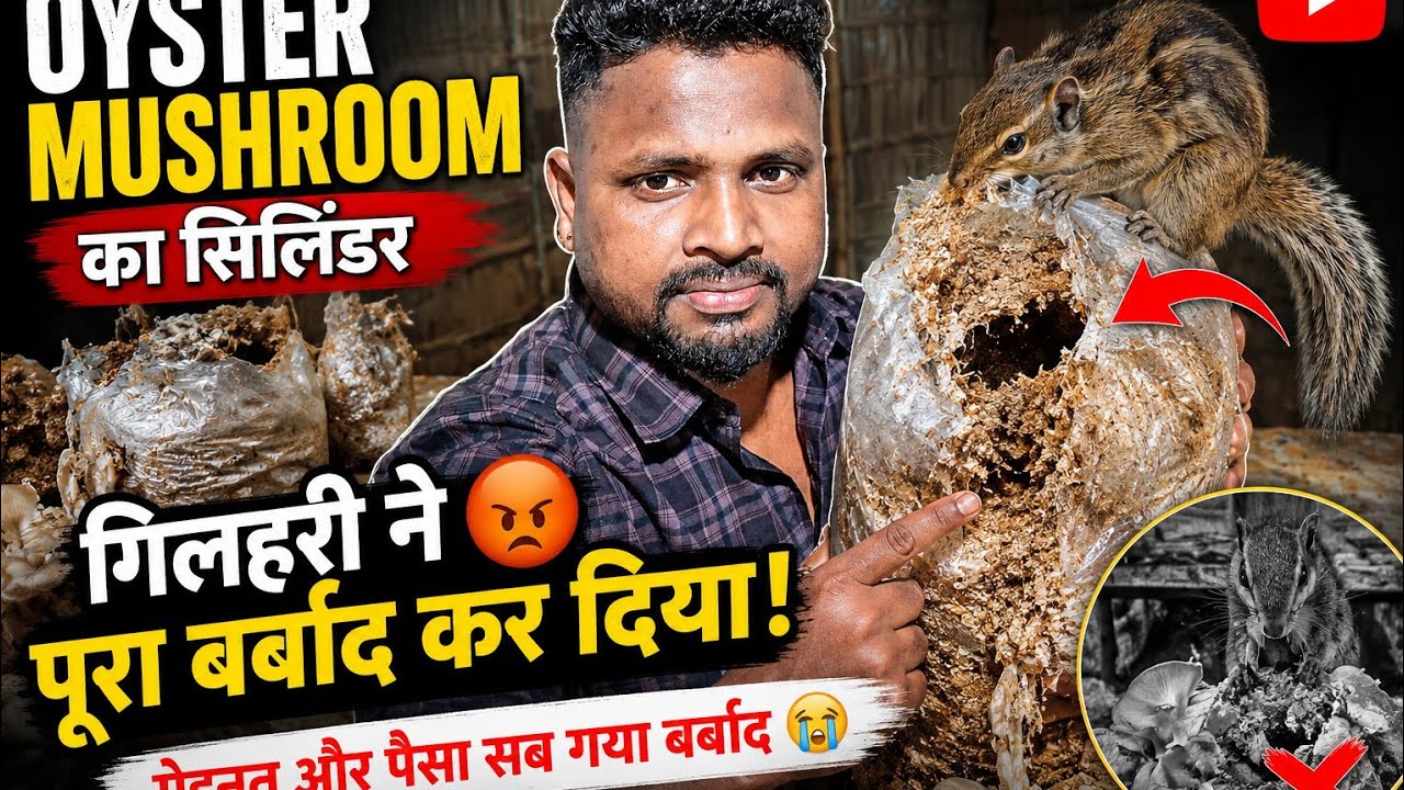 #assam Oyester mushroom farming 🍄🍄 ️ - YouTube