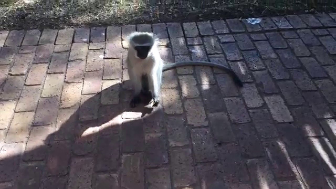 Sun City Monkeys - YouTube