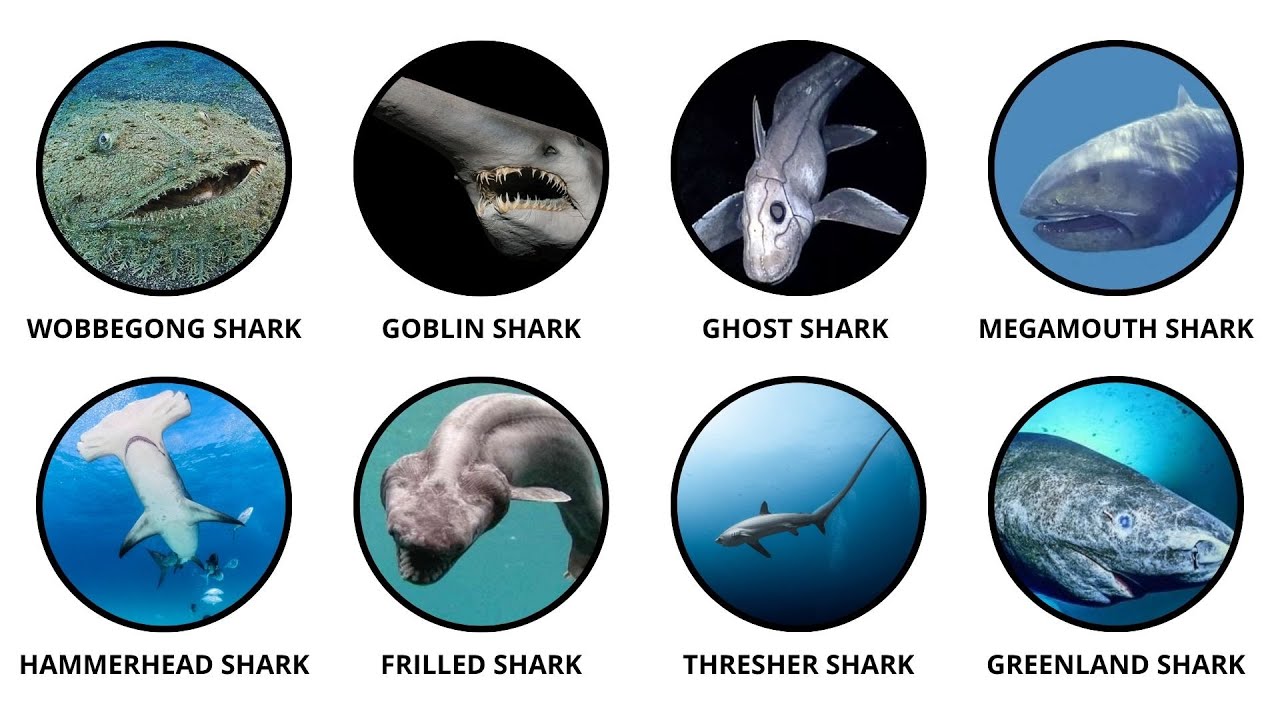 Every Weird Shark Explained in 7 Minutes‼️ - YouTube