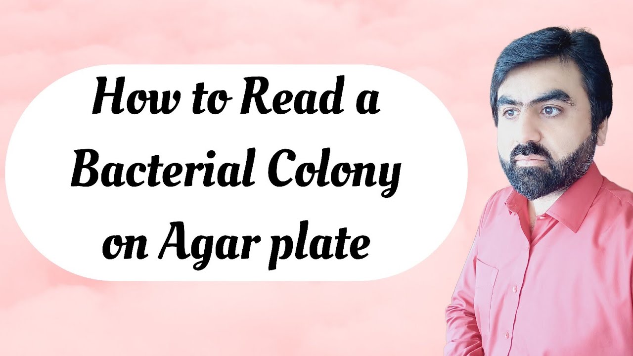 Lec10 | Morphology of a bacterial colony on agar plate | Bacterial ...