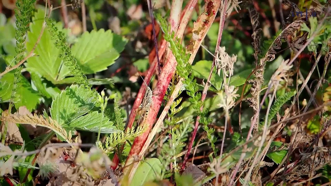 Gamtininko užrašai. Svirpiantį žiogą iš arti užfiksavęs Čepulis: nėra ...