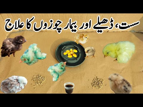 Do This if your Chicken is Sick | How to Care for a Sick Baby Chick | Dr. ARSHAD
