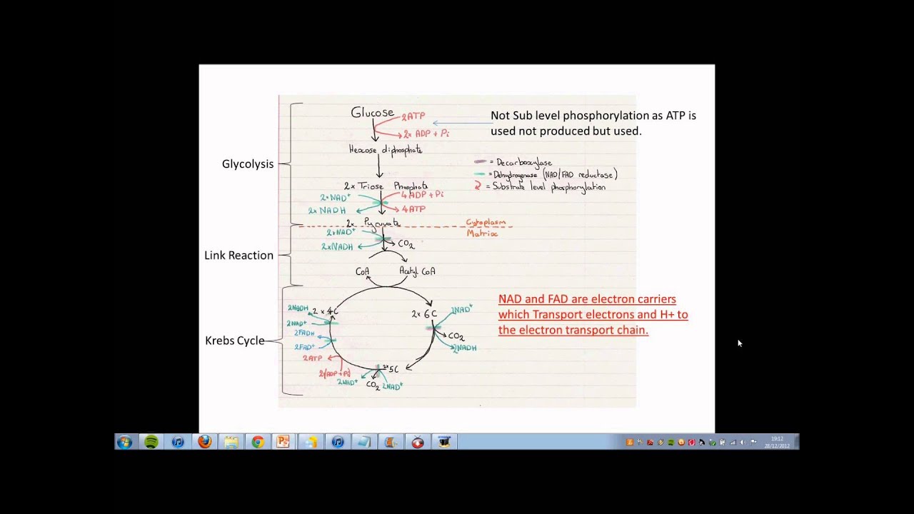 ATP + Respiration WJEC BY4 - YouTube