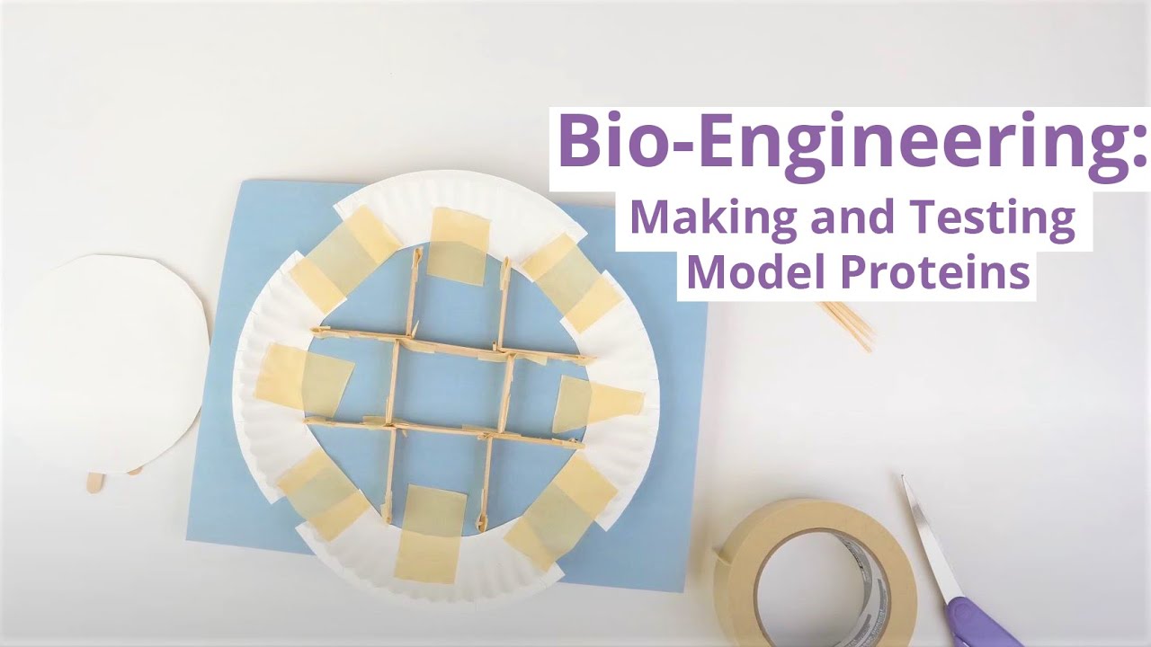 Bio-Engineering: Making and Testing Model Proteins - YouTube