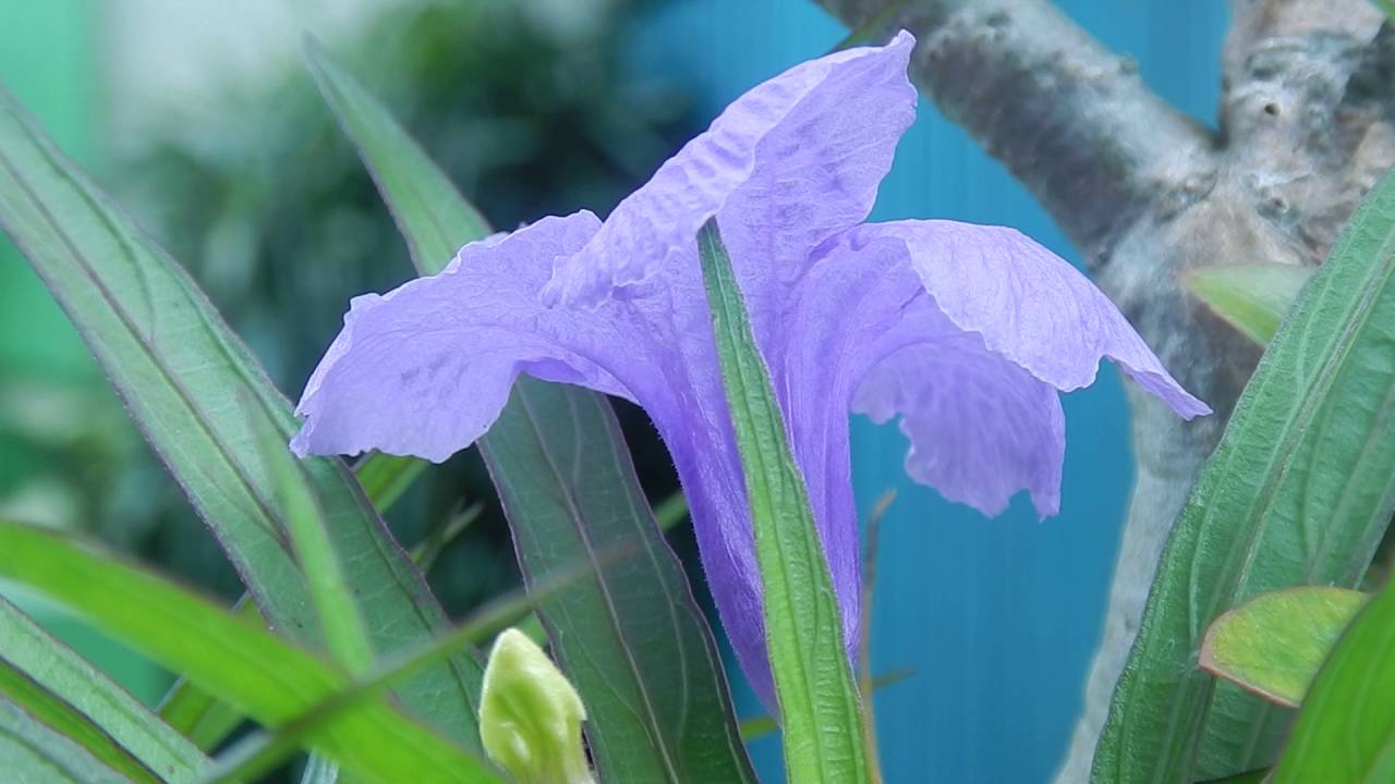 NIKON  COOLPIX  AW130 VIDEO TEST