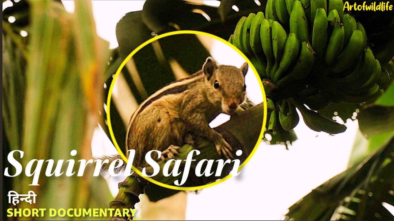 How A Squirrel Conquer the Urban Jungle | Animal Documentary In Hindi - YouTube