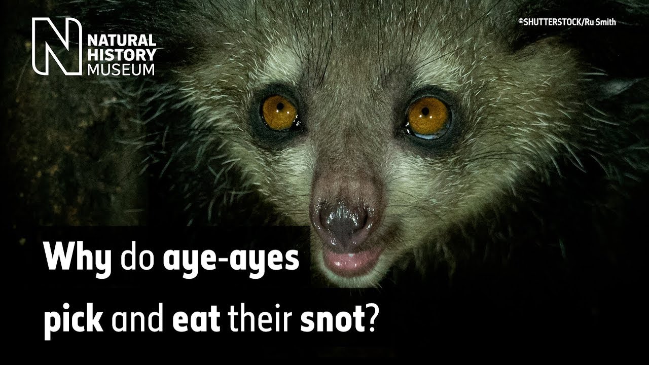 Why do aye-ayes pick and eat their snot? (Audio Described) - YouTube