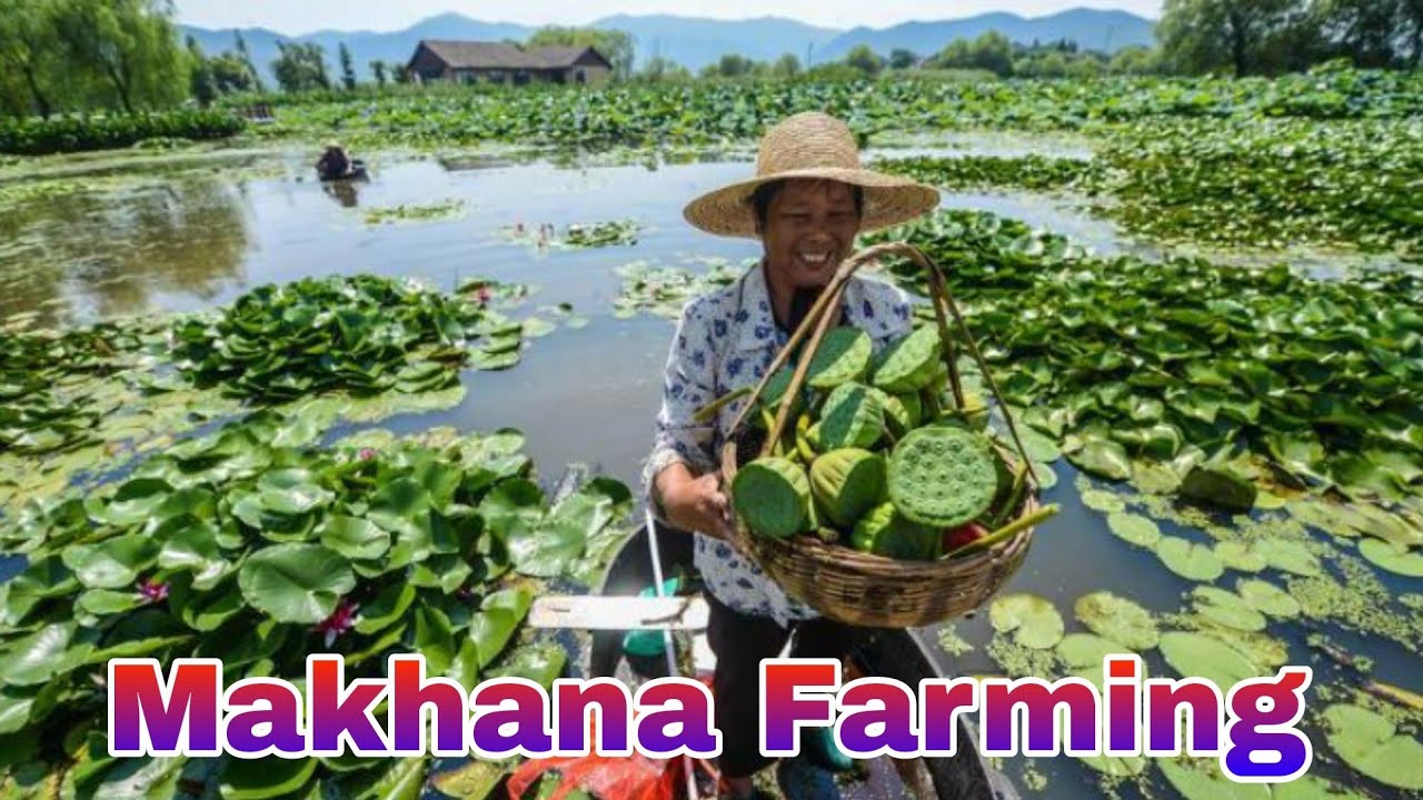 Bihar Mein Makhana ( Foxnut ) Ki Kheti ll Fox Nut Farming - YouTube