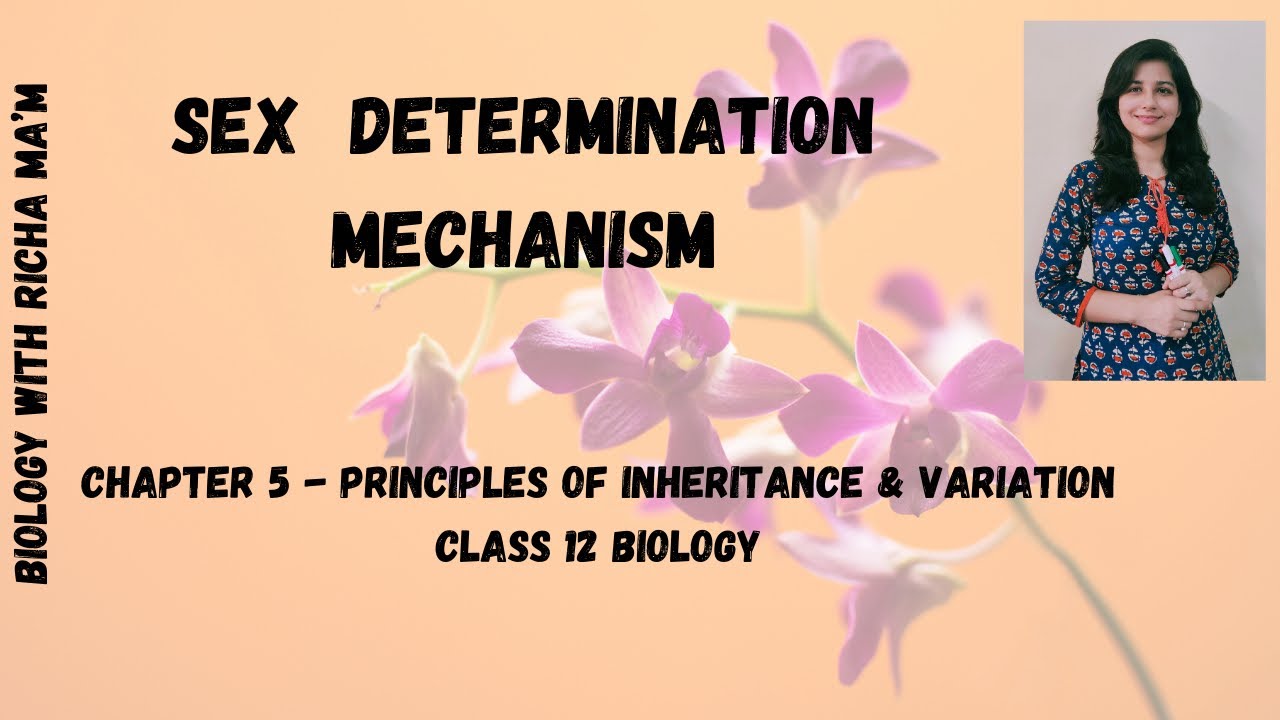 SEX DETERMINATION MECHANISM IN HUMANS , HONEYBEE AND DROSOPHILA | MALE ...