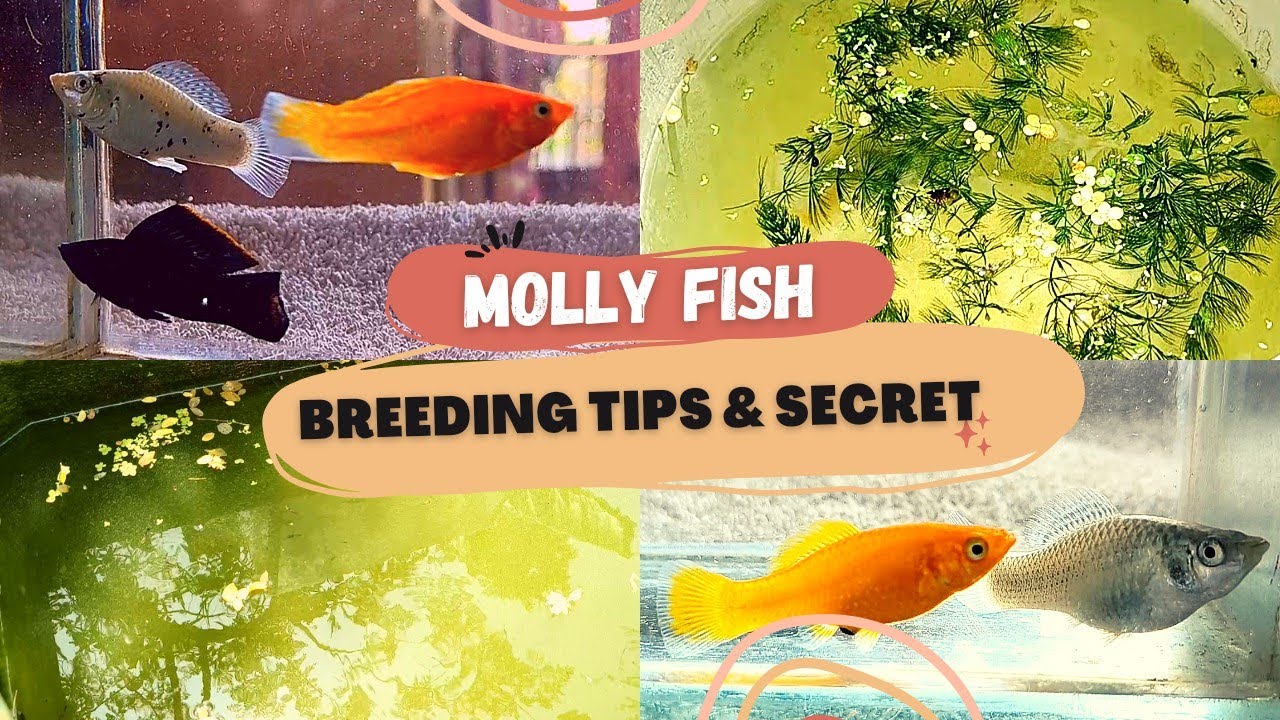 Molly Fish Breeding Tips & Method | Bubbles Aqua Coimbatore - YouTube