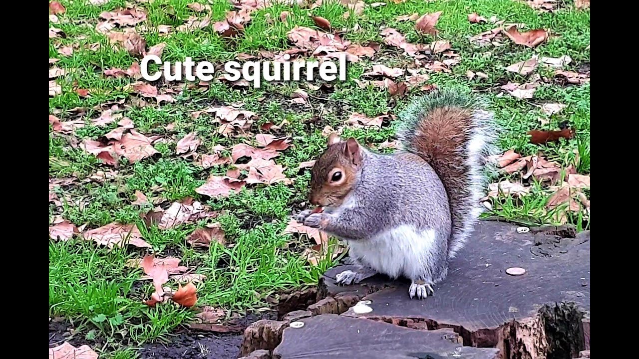 Meeting and feeding a very cute squirrel 💗 (Sciurus carolinensis) - YouTube
