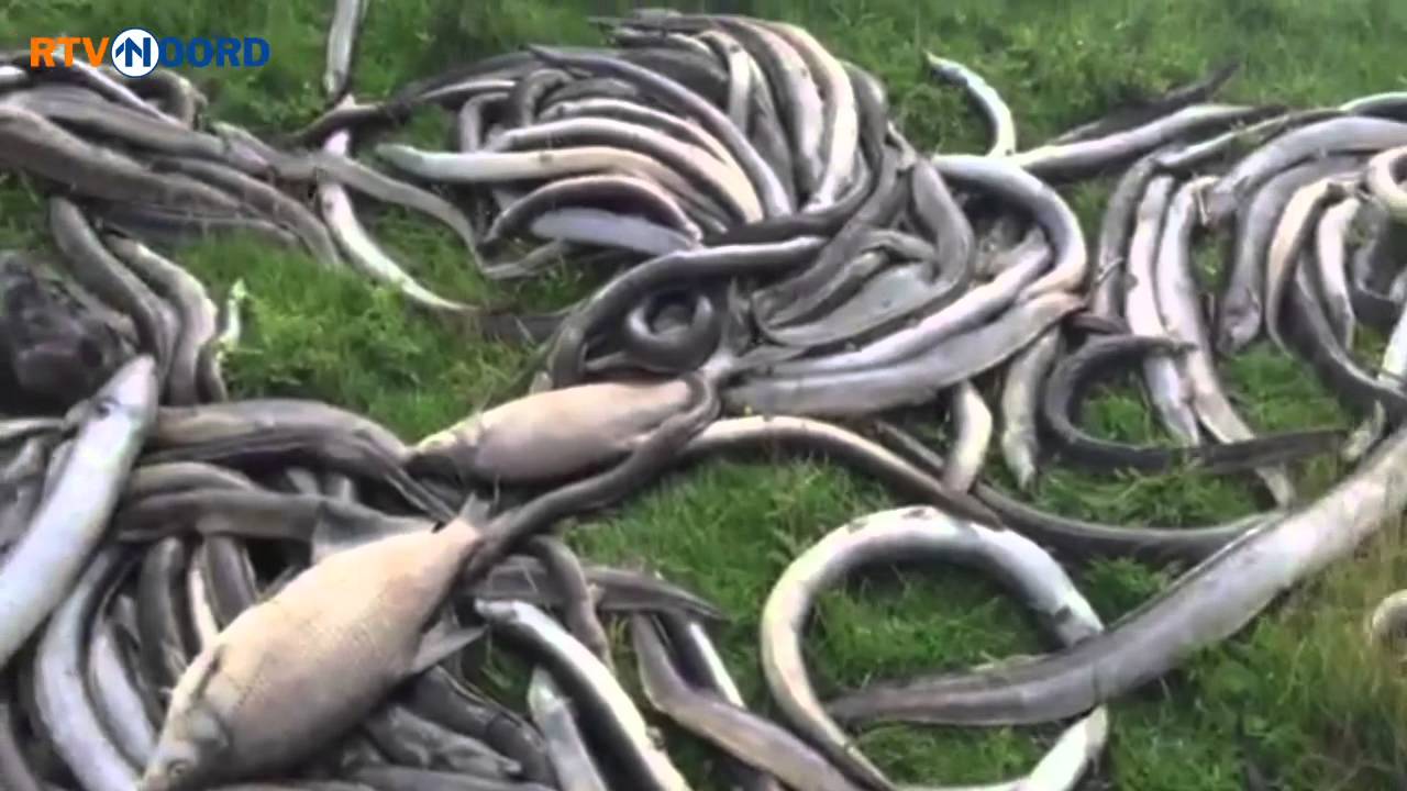 Beelden: Duizenden palingen dood gevonden bij Termunten - RTV Noord ...