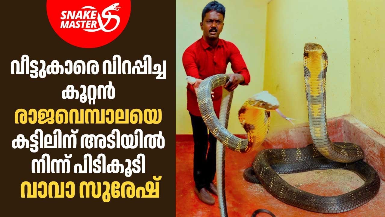 വീട്ടുകാരെ വിറപ്പിച്ച കൂറ്റൻ രാജവെമ്പാലയെ കട്ടിലിന് അടിയിൽ നിന്ന് ...
