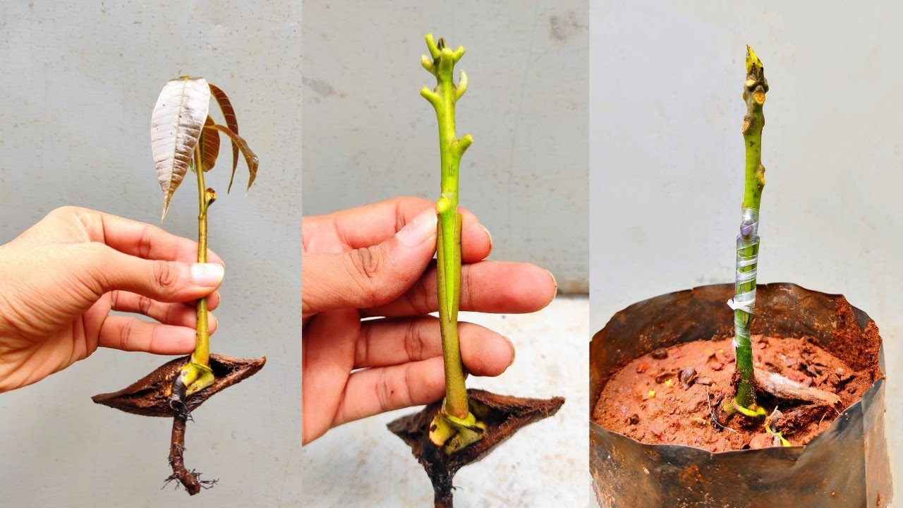Mango Stone Grafting | Mango grafting simple technique | #grafting ...