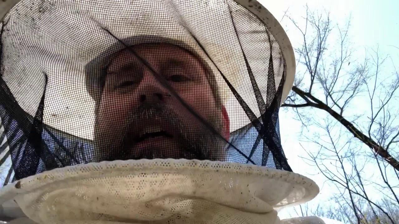 Swarm Harvest Strategy | The Russian Scion - YouTube