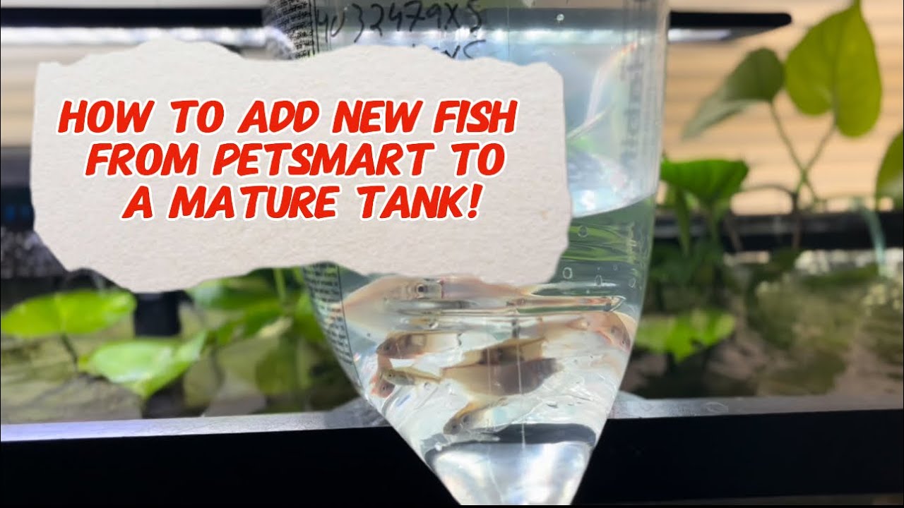 How to Smoothly Add New Fish to a Tank - YouTube