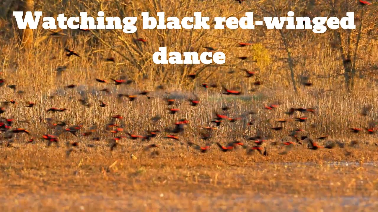 Black Red Winged Birds in Flight - YouTube