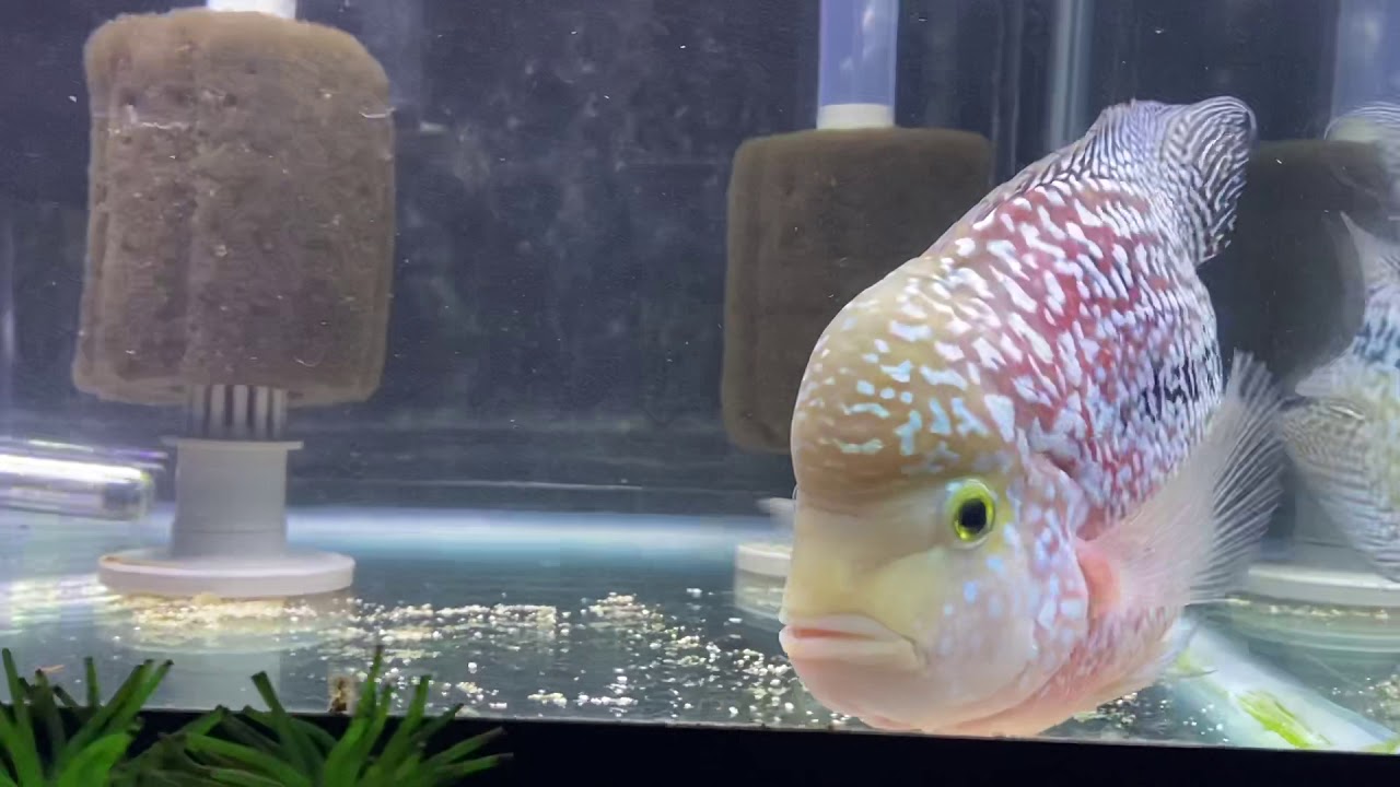 King kamfa Flowerhorn pair - YouTube