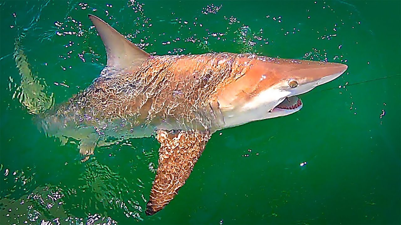 This Shark Can Do Some Damage - YouTube