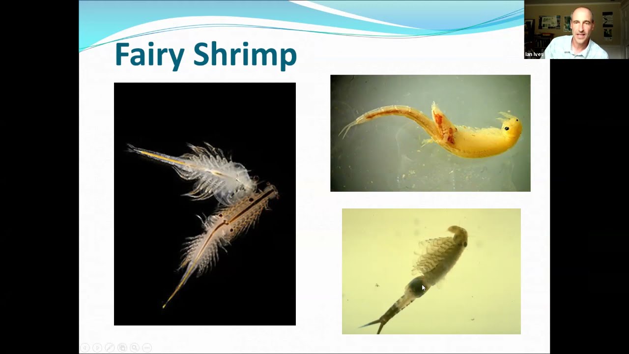 Tuesday Talks: Ian Ives: Vernal Pools: Our Backyard Ecosystems - YouTube