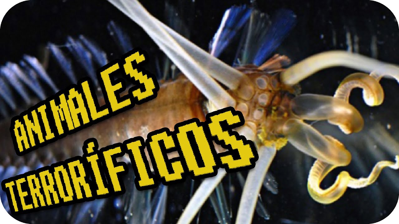 5 ANIMALES TERRORÍFICOS RECIÉN DESCUBIERTOS | CURIOSIDADES - YouTube
