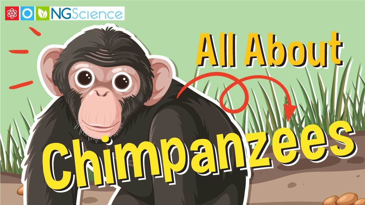 All About Chimpanzees - YouTube