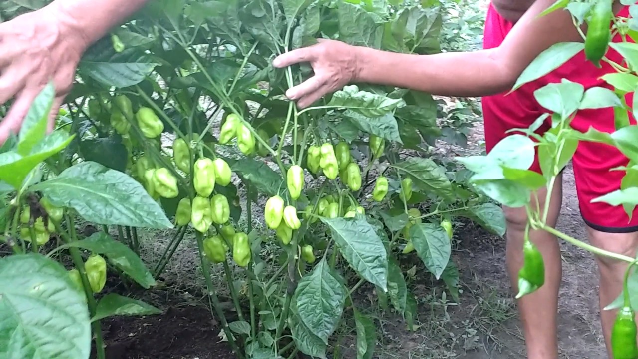 Pimentas cheiro do norte, dedo de moça é a evolução da horta - YouTube