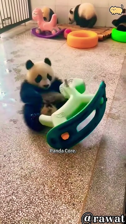 panda core#funny #funnymoments #comedy 🐼🐼💯 - YouTube