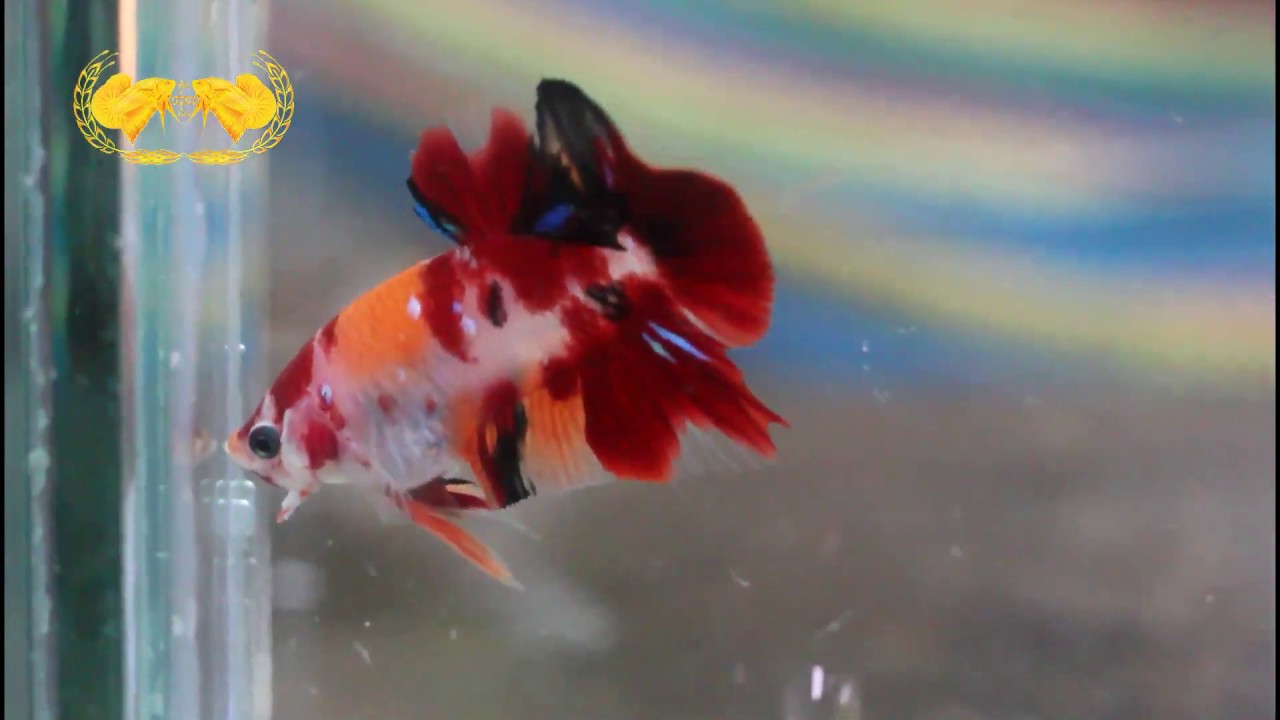 Fish Code #117 - Koi Nemo - YouTube