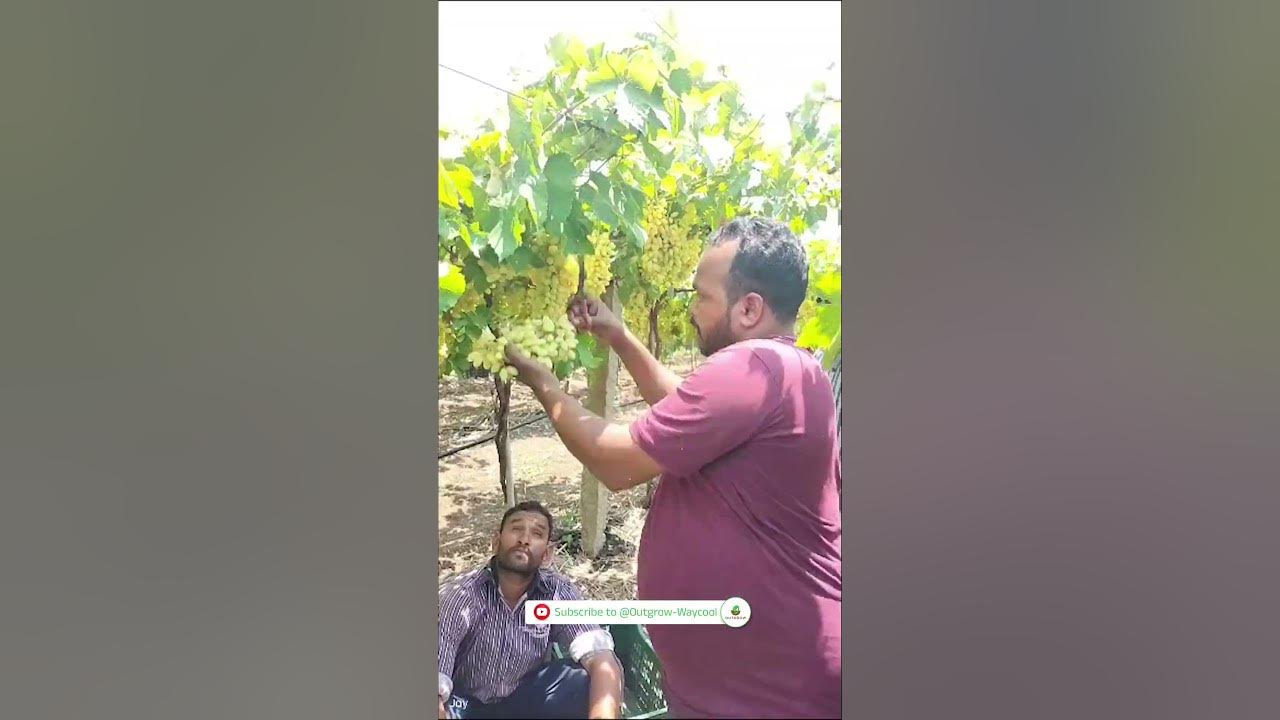 Grapes Harvesting Tamil - YouTube