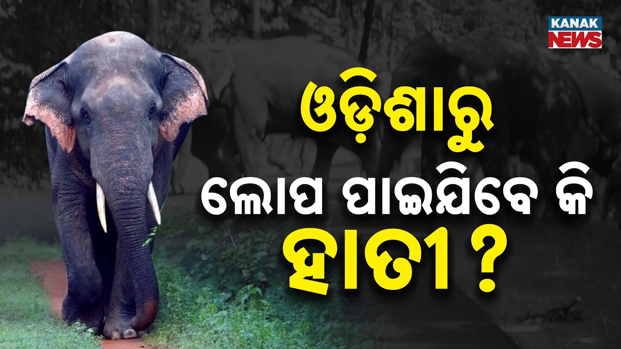News Point: ଓଡ଼ିଶାରୁ ଲୋପ ପାଇଯିବେ କି ହାତୀ? Odisha Elephants In Crisis ...