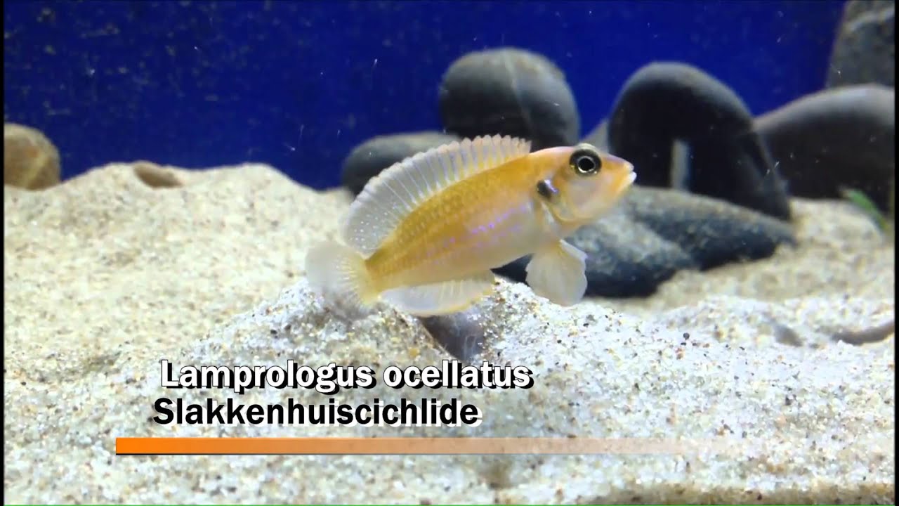 50 bekende vissen voor tropisch aquarium - YouTube